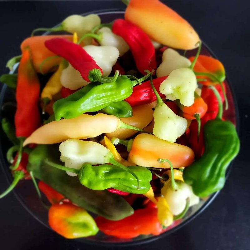 Meet the Spicy Side of The Pepper Princess • Masterblend International