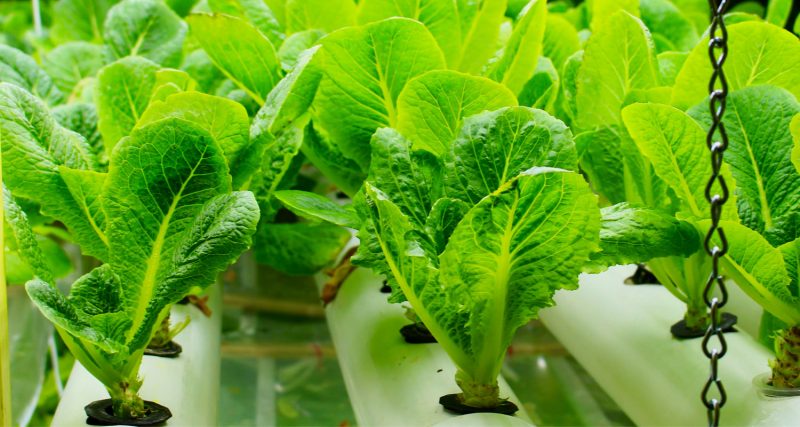 Small Grower Spotlight • Masterblend International