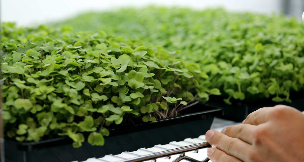 Growing Microgreens in a Micro Space • Masterblend International