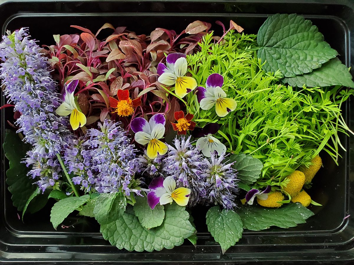 Growing Microgreens in a Micro Space • Masterblend International
