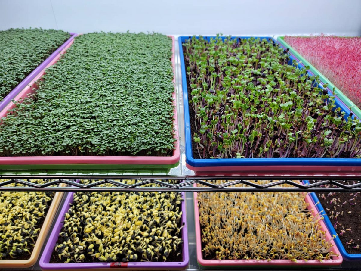 Growing Microgreens in a Micro Space • Masterblend International