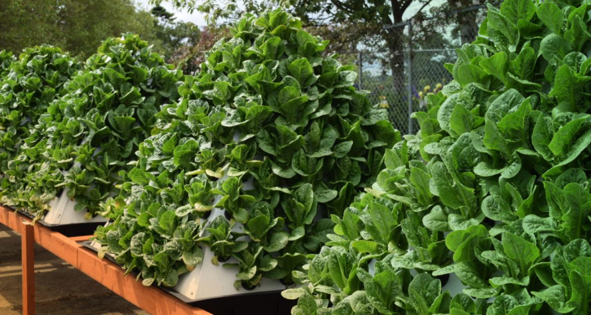 Small Grower Spotlight • Masterblend International