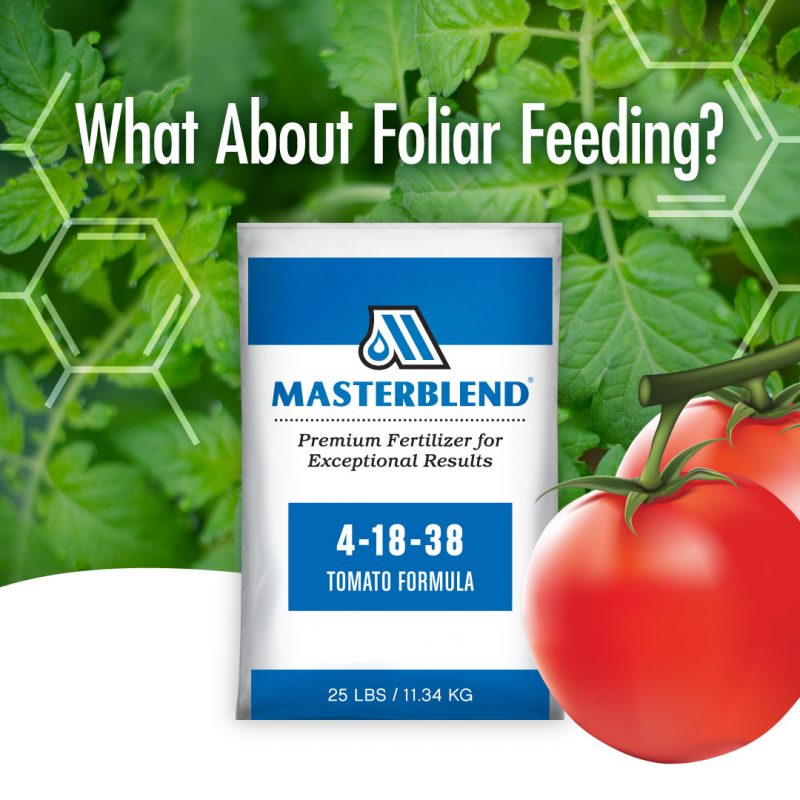 Can I Use Masterblend for Foliar Feeding? • Masterblend International